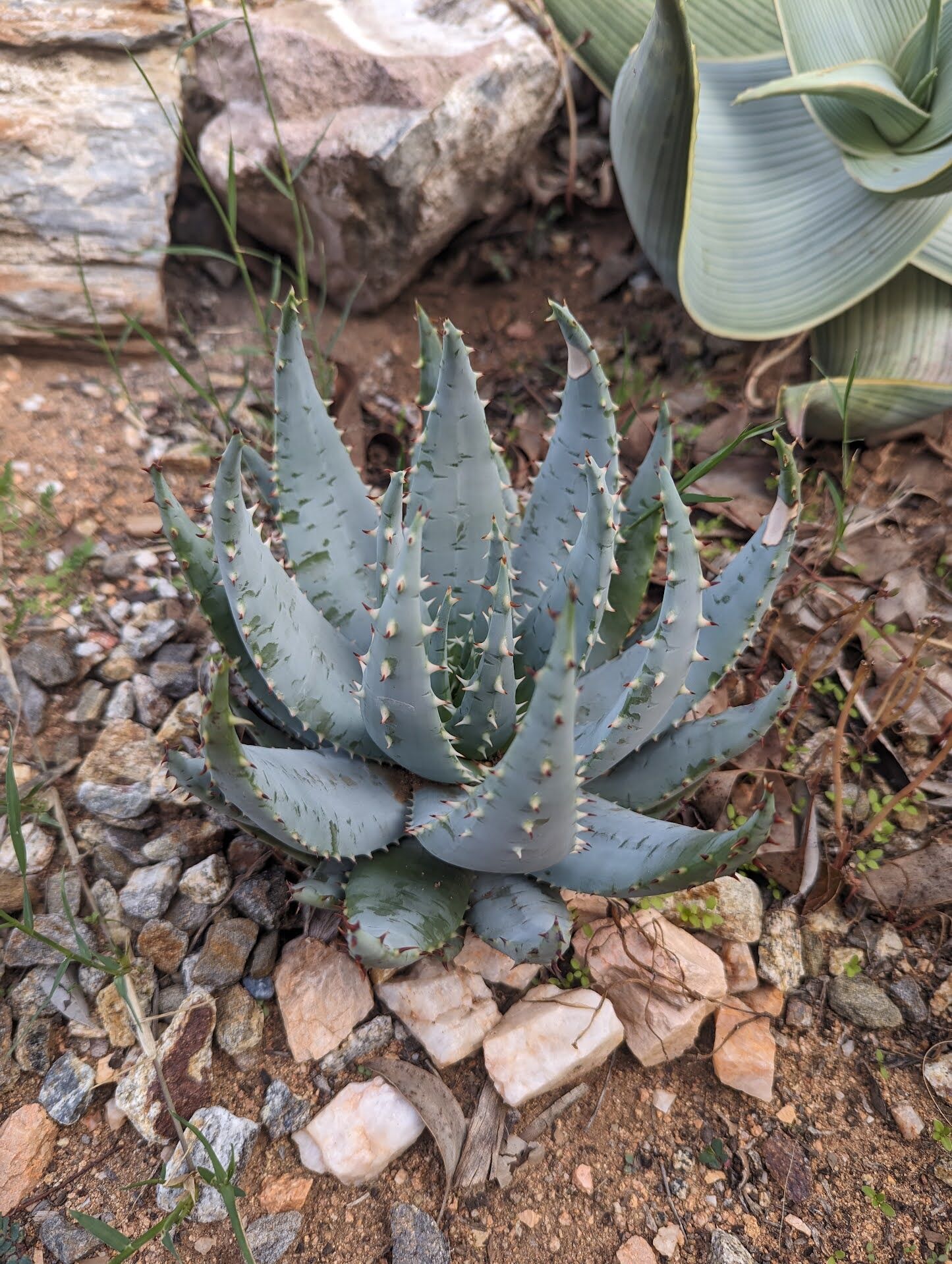 What Does It Mean When a Cactus or Succulent is Hard Grown? - Trex Plants