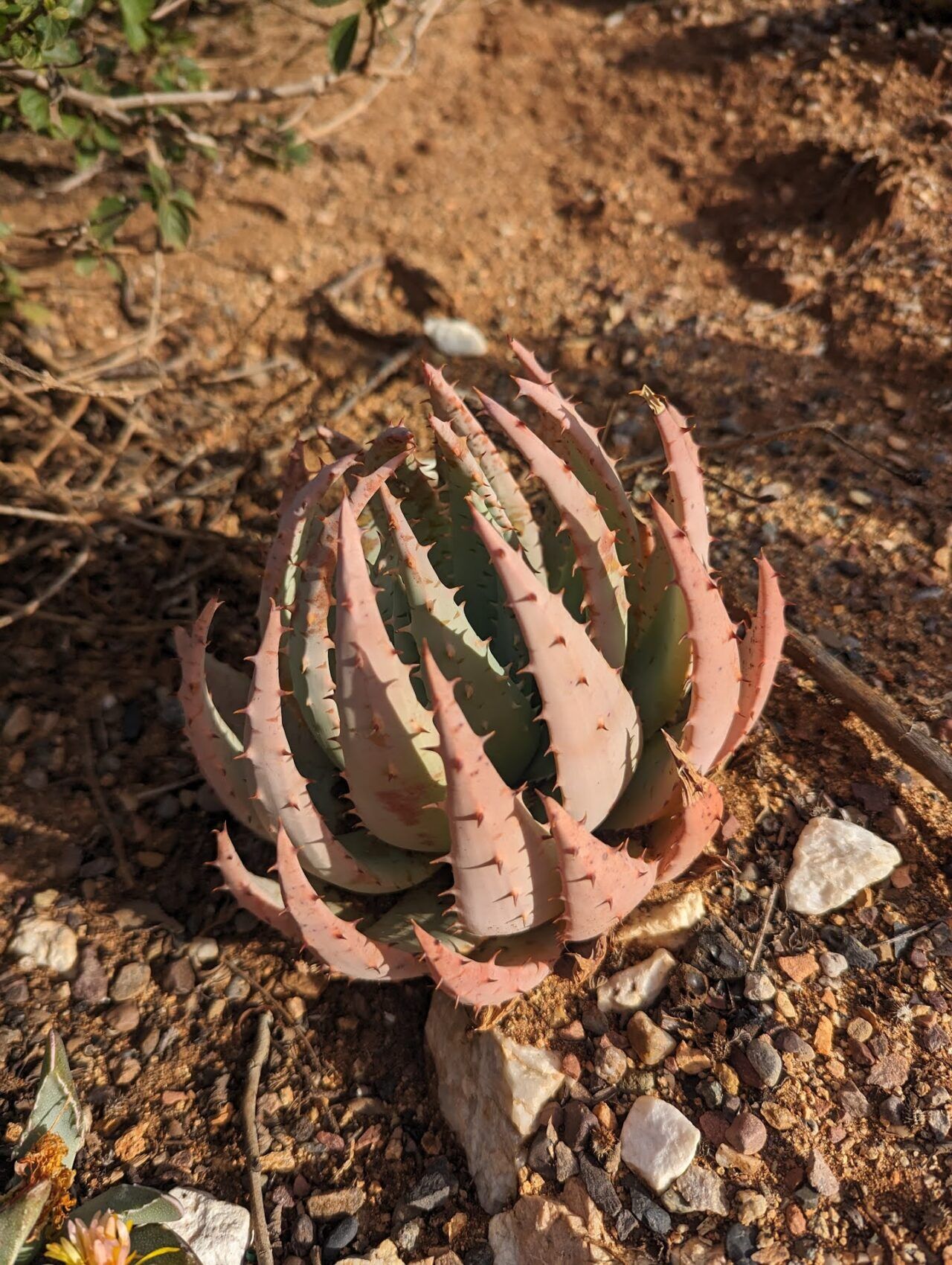 What Does It Mean When a Cactus or Succulent is Hard Grown? - Trex Plants