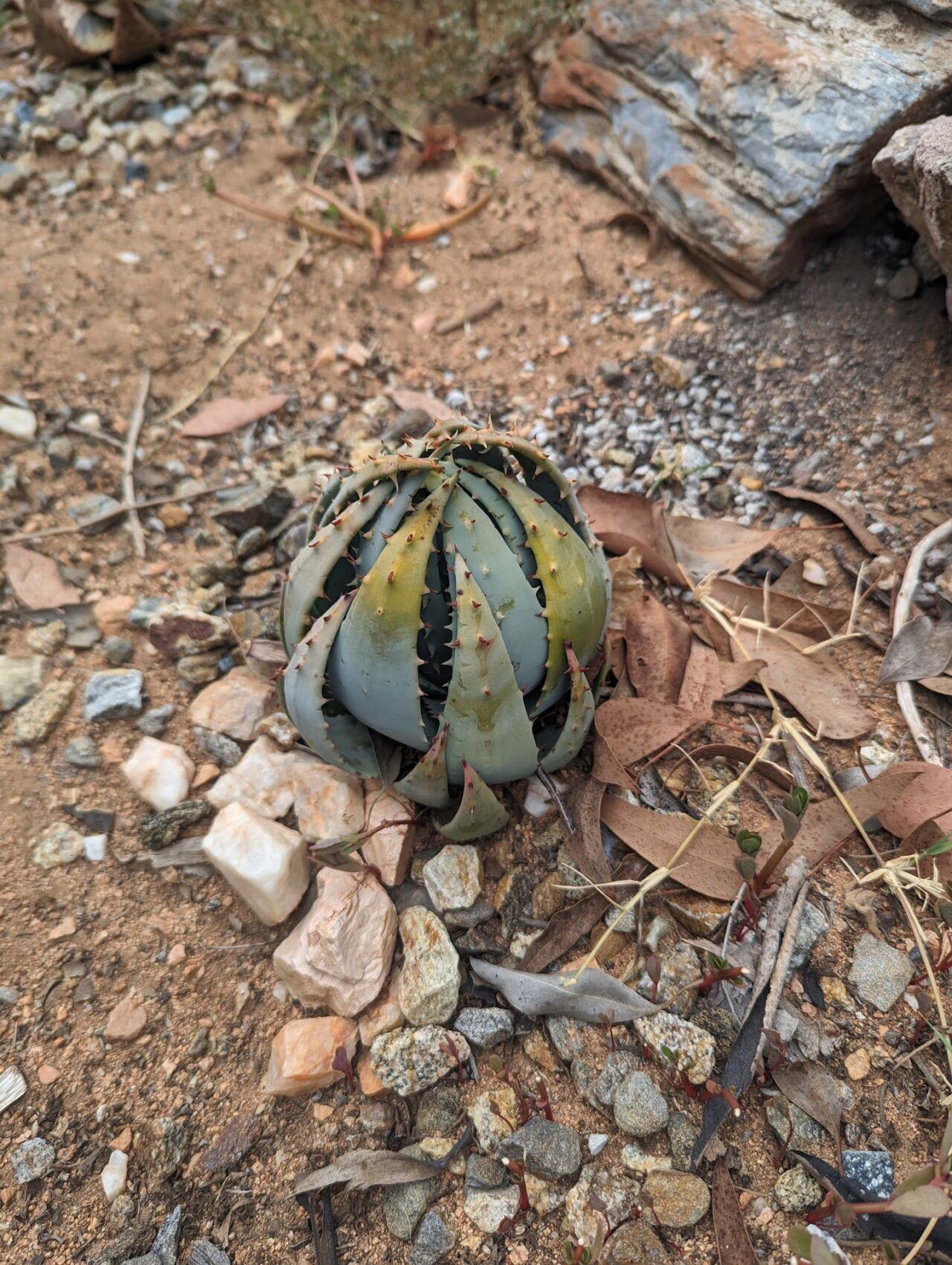 What Does It Mean When a Cactus or Succulent is Hard Grown? - Trex Plants