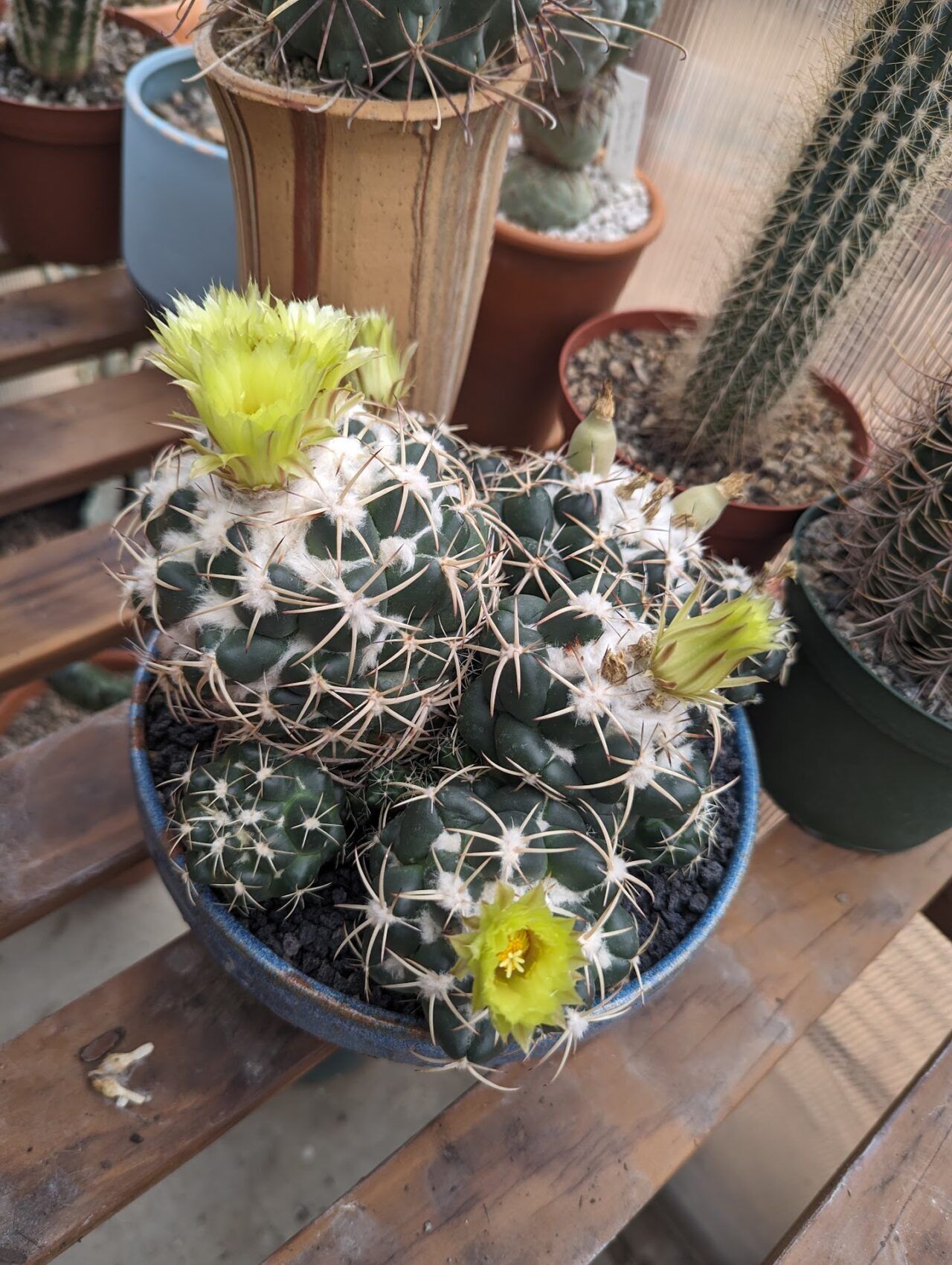 Coryphantha Confusion: andrae, pycnacantha, or elephantidens? - Trex Plants
