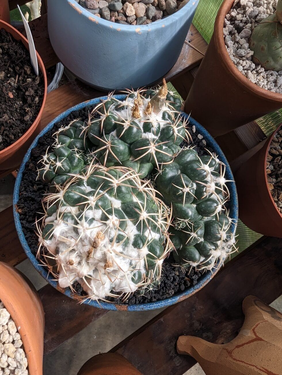 Coryphantha Confusion: andrae, pycnacantha, or elephantidens? - Trex Plants