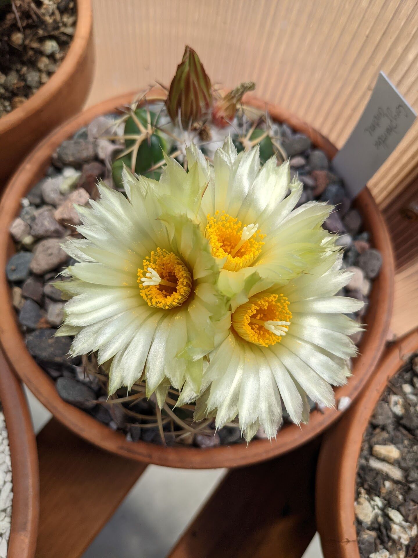 Coryphantha Confusion: andrae, pycnacantha, or elephantidens? - Trex Plants