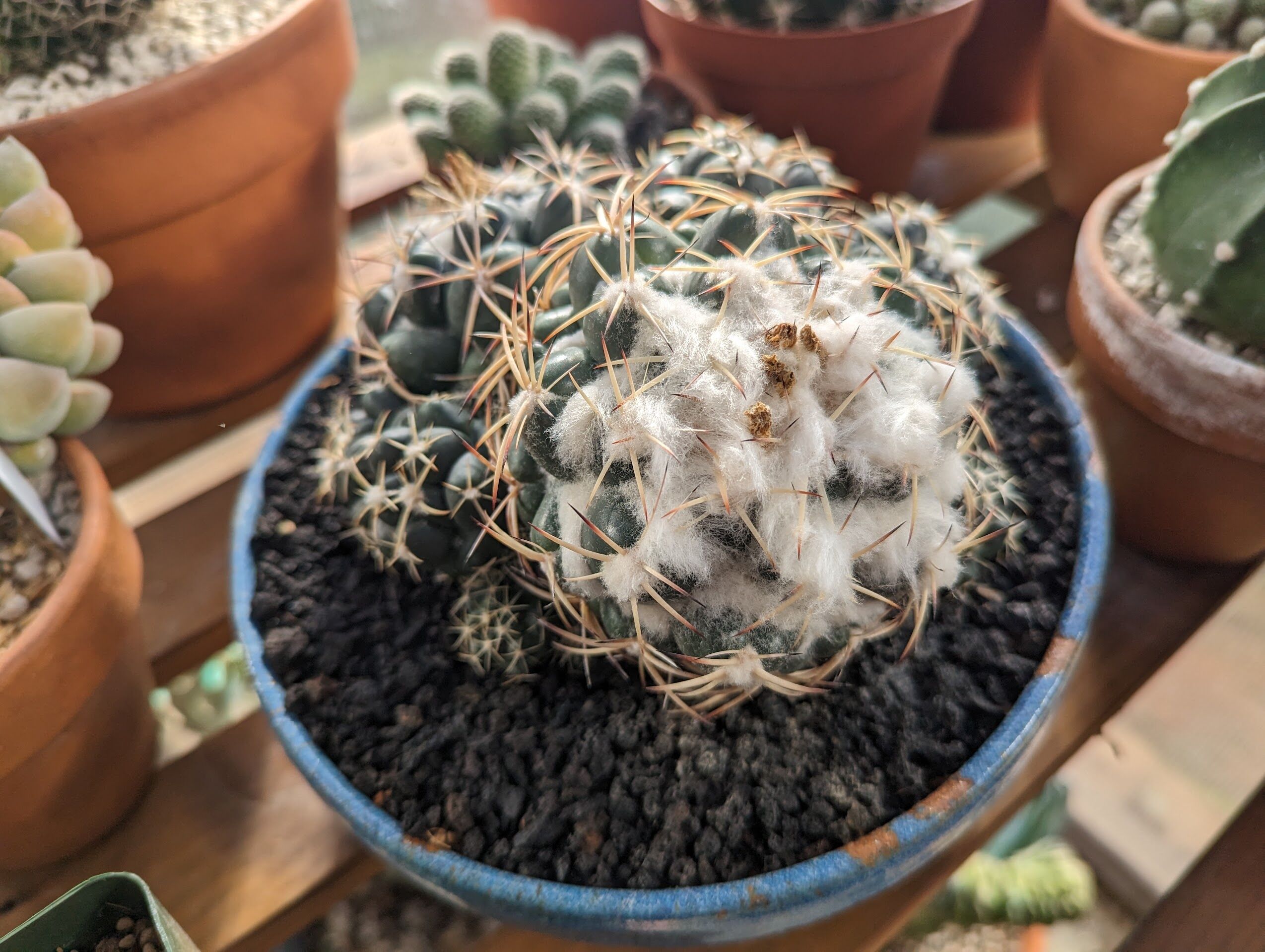 Coryphantha Confusion: andrae, pycnacantha, or elephantidens? - Trex Plants