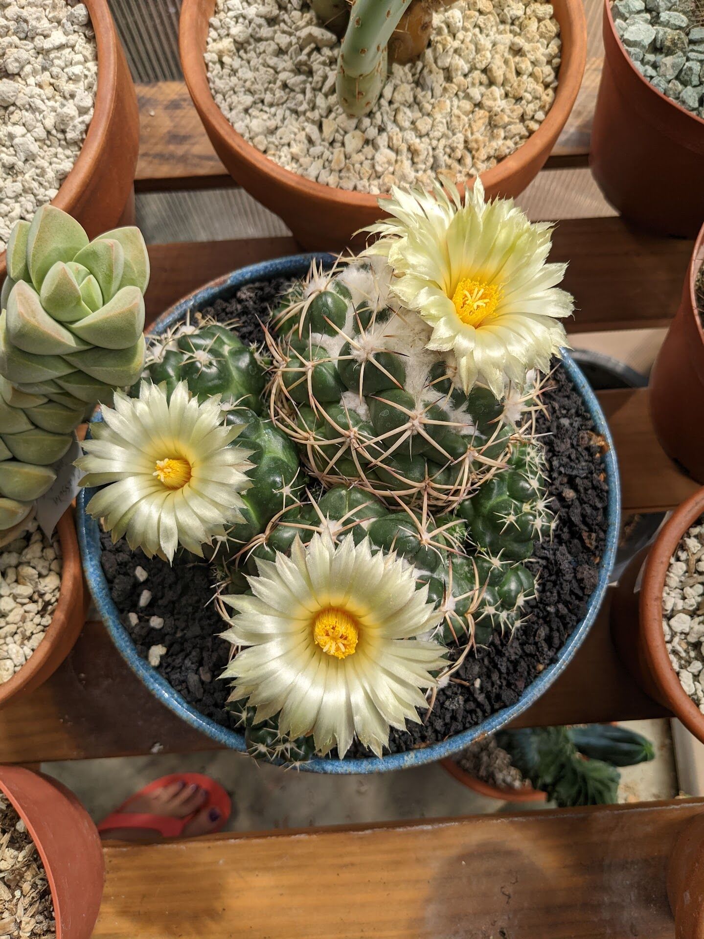 Coryphantha Confusion: andrae, pycnacantha, or elephantidens? - Trex Plants