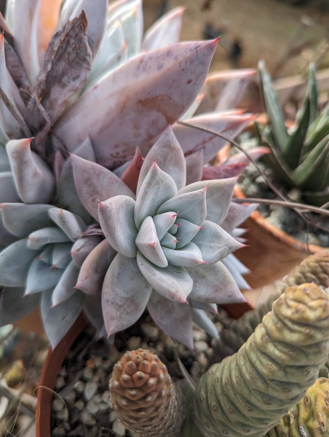 What Does It Mean When a Cactus or Succulent is Hard Grown? - Trex Plants