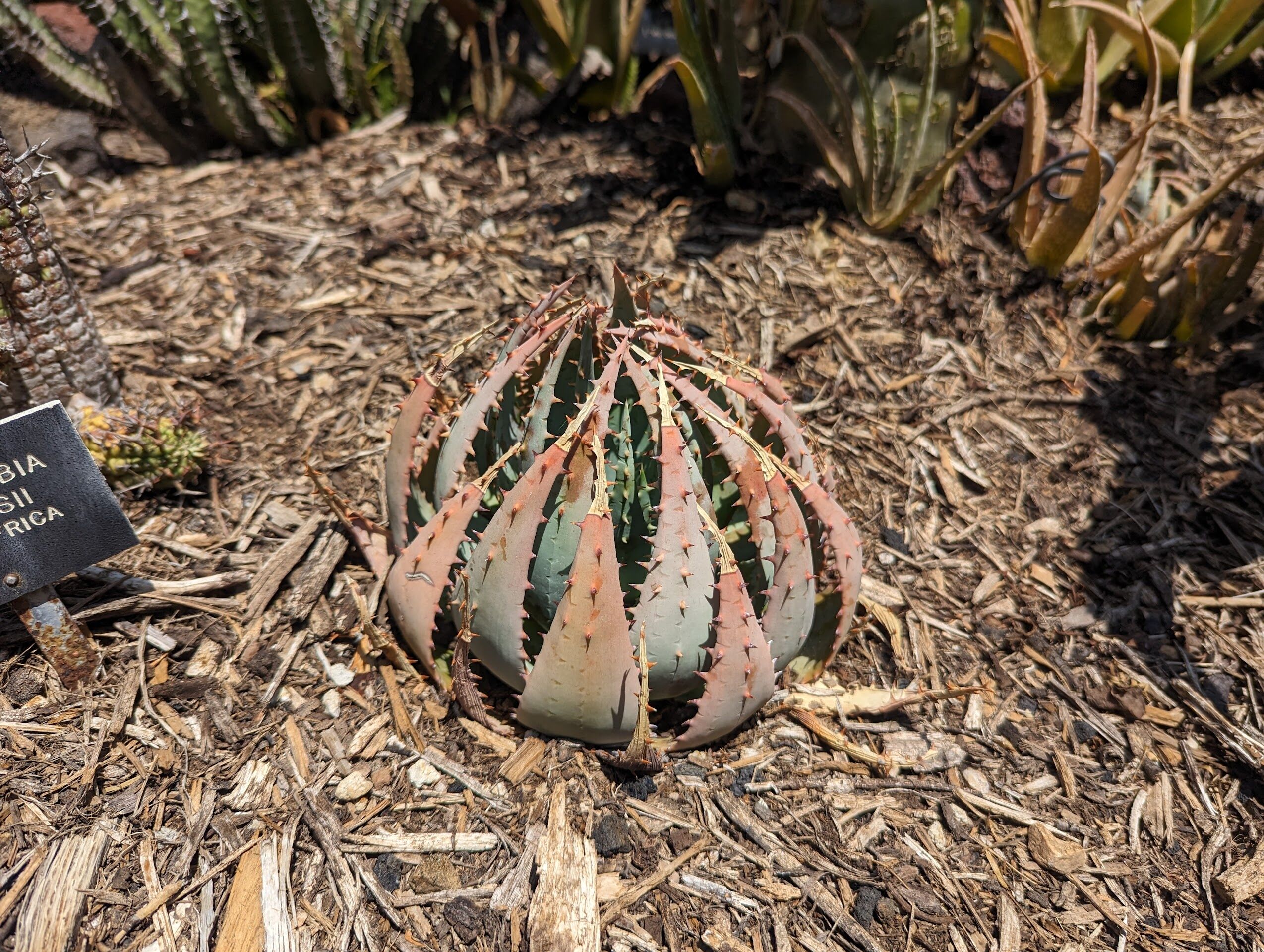 What Does It Mean When a Cactus or Succulent is Hard Grown? - Trex Plants