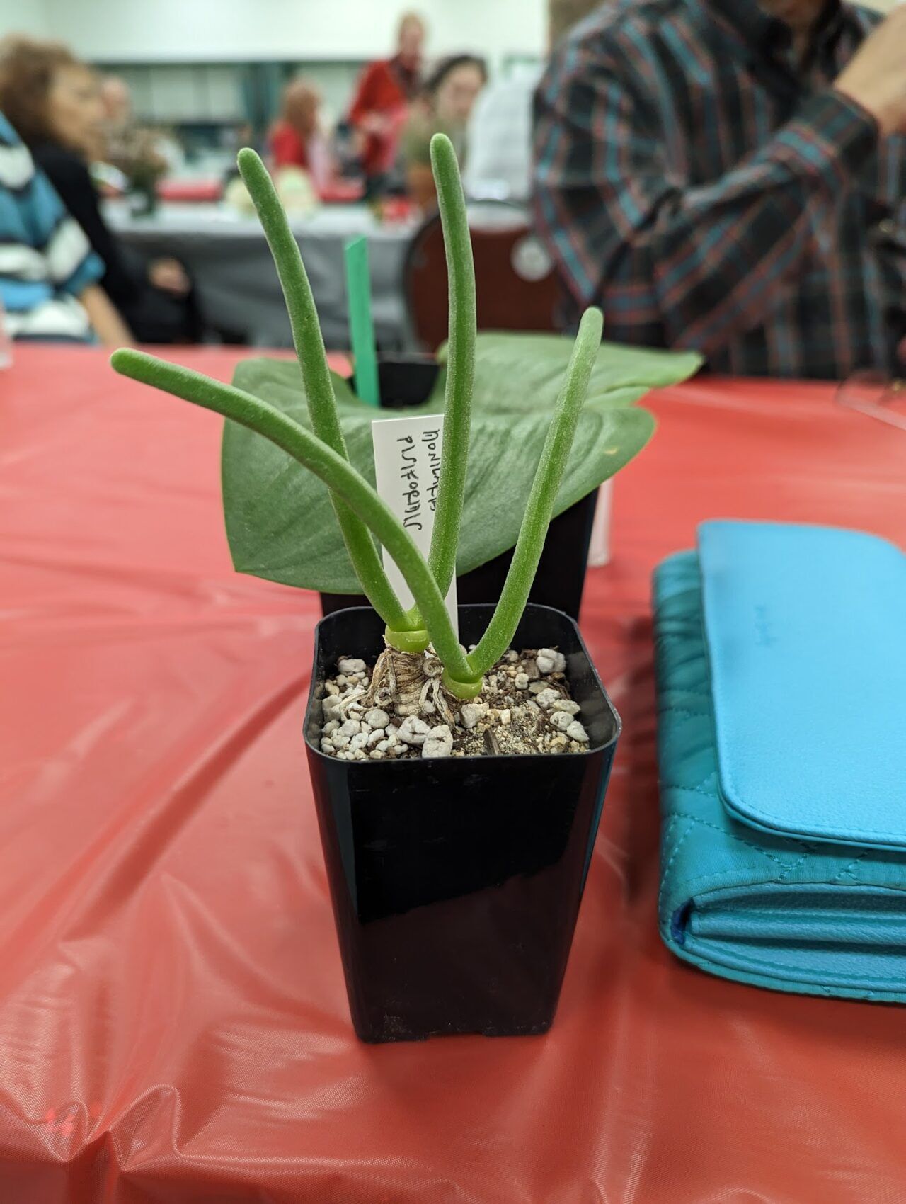 How to Grow Monilaria pisiformis - the Bunny Ear Succulent - Trex Plants