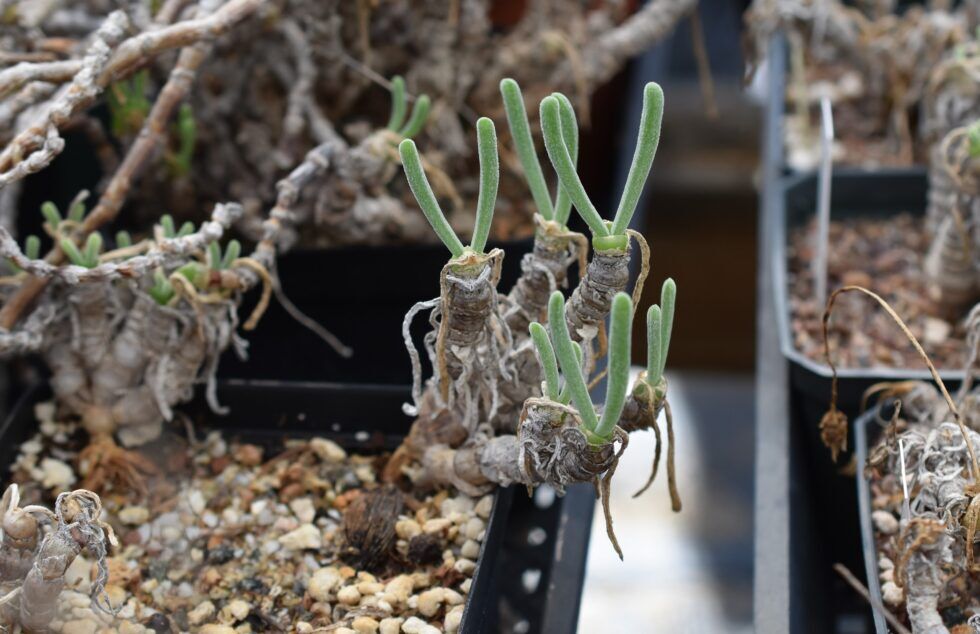 How to Grow Monilaria pisiformis - the Bunny Ear Succulent - Trex Plants