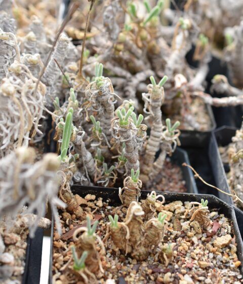 How to Grow Monilaria pisiformis - the Bunny Ear Succulent - Trex Plants
