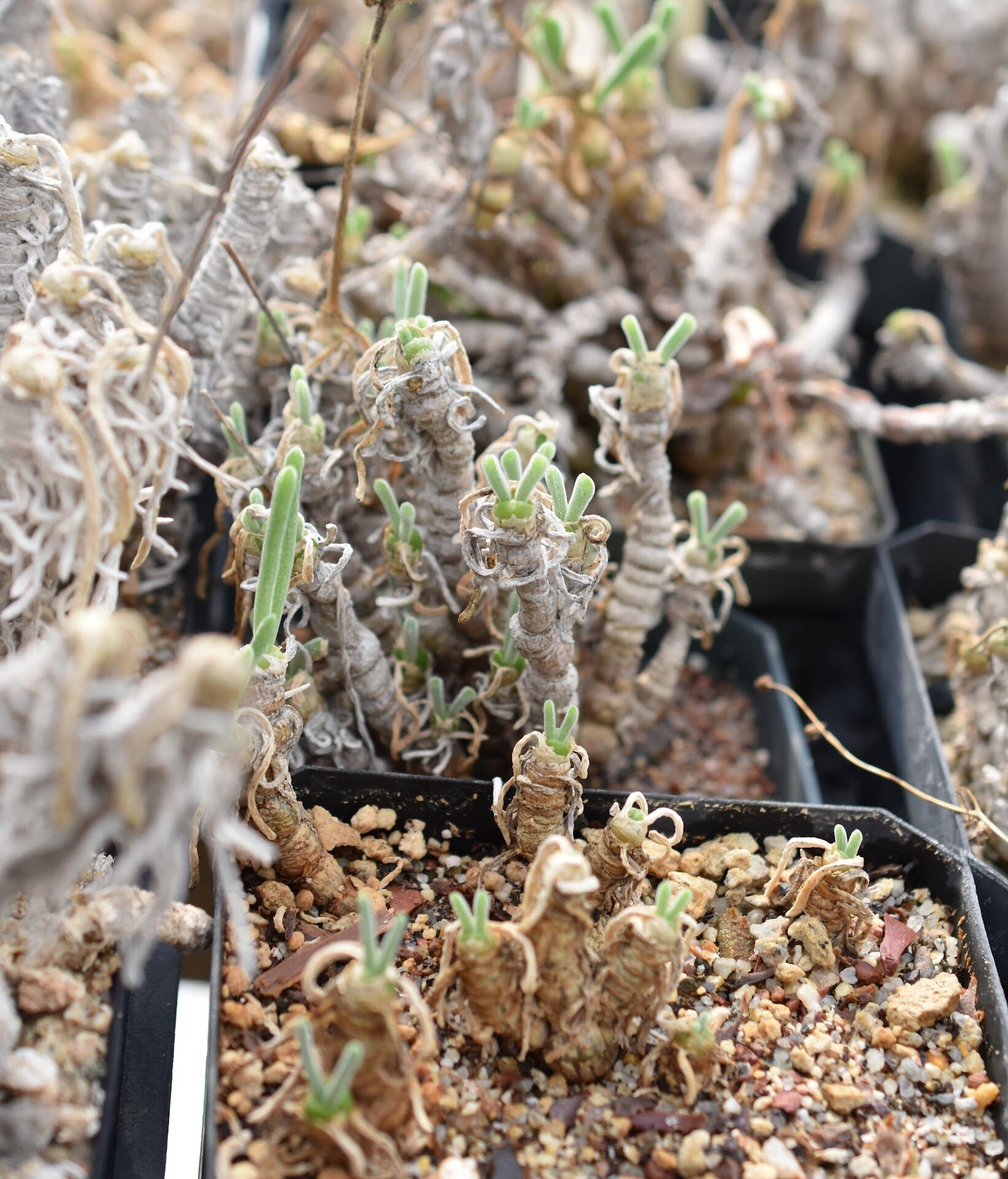 How to Grow Monilaria pisiformis - the Bunny Ear Succulent - Trex Plants