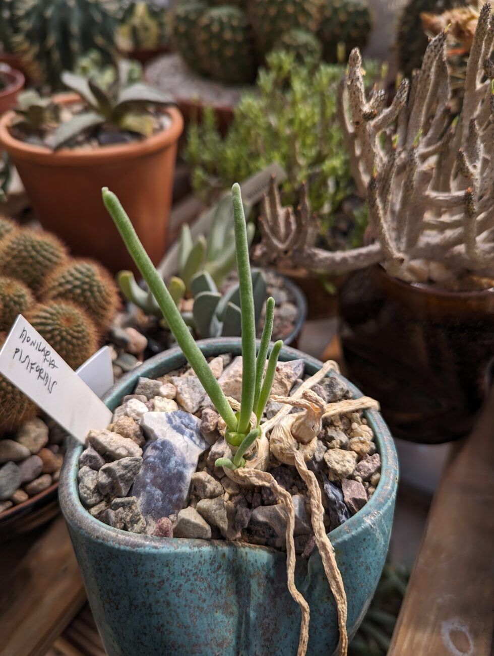 How to Grow Monilaria pisiformis - the Bunny Ear Succulent - Trex Plants