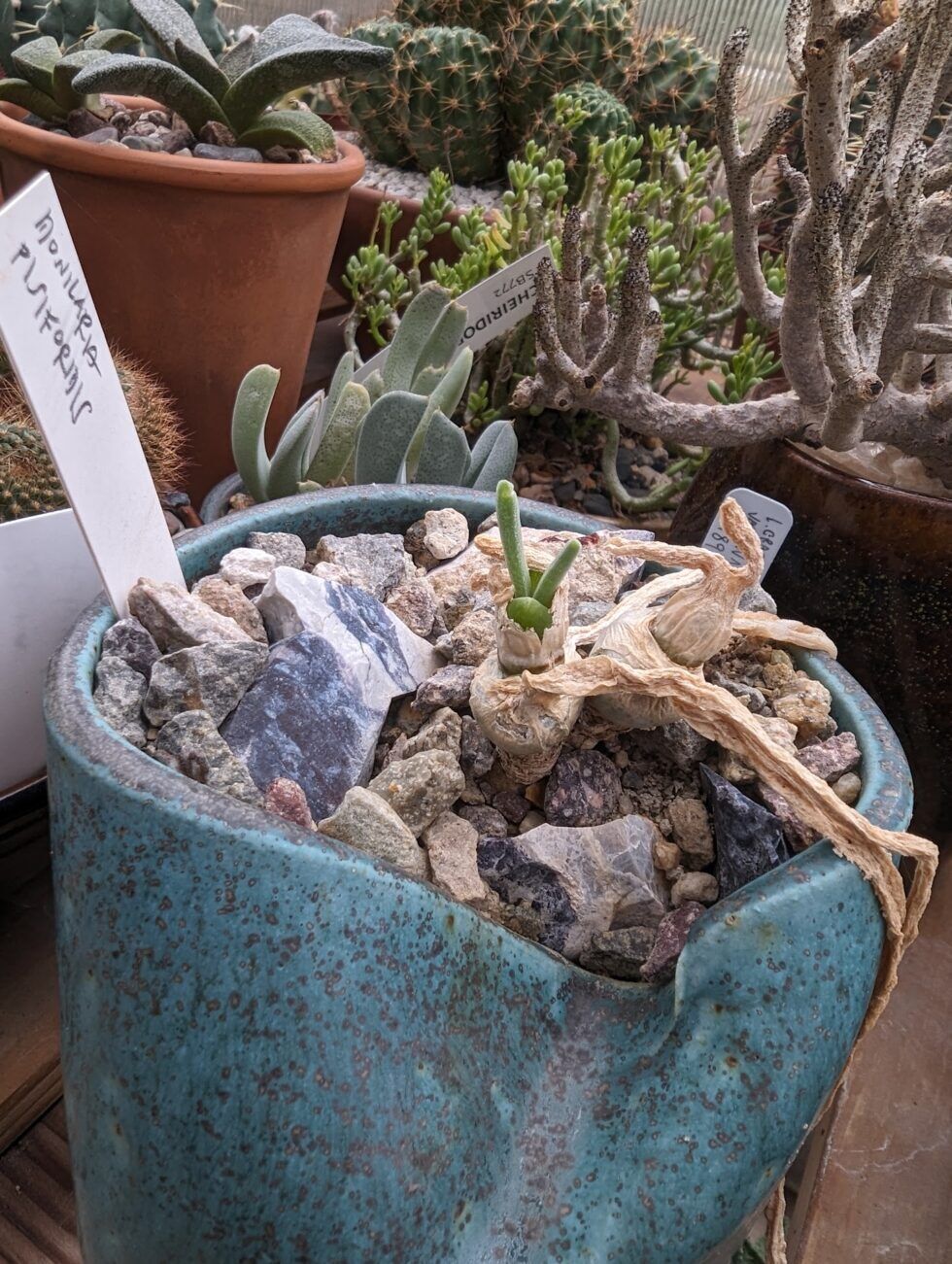 How to Grow Monilaria pisiformis - the Bunny Ear Succulent - Trex Plants