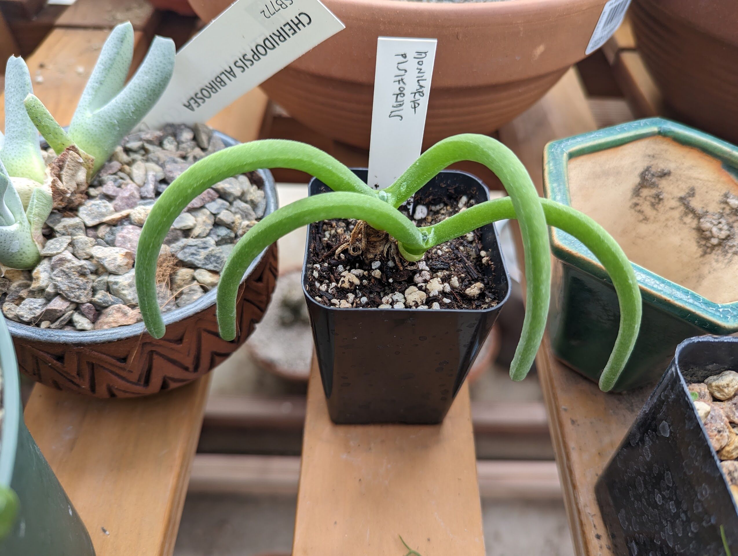 How to Grow Monilaria pisiformis - the Bunny Ear Succulent - Trex Plants