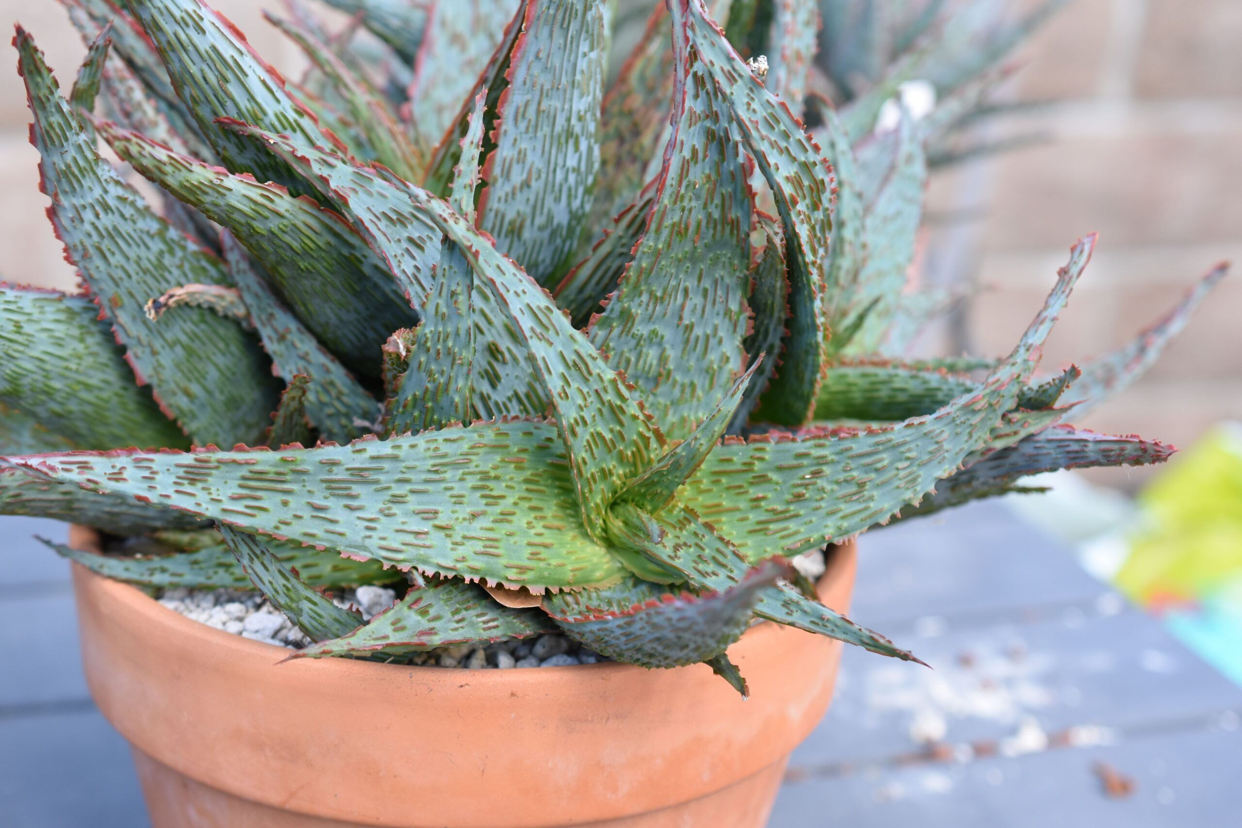 Aloe Hybrid Update: New Additions and Growth - Trex Plants