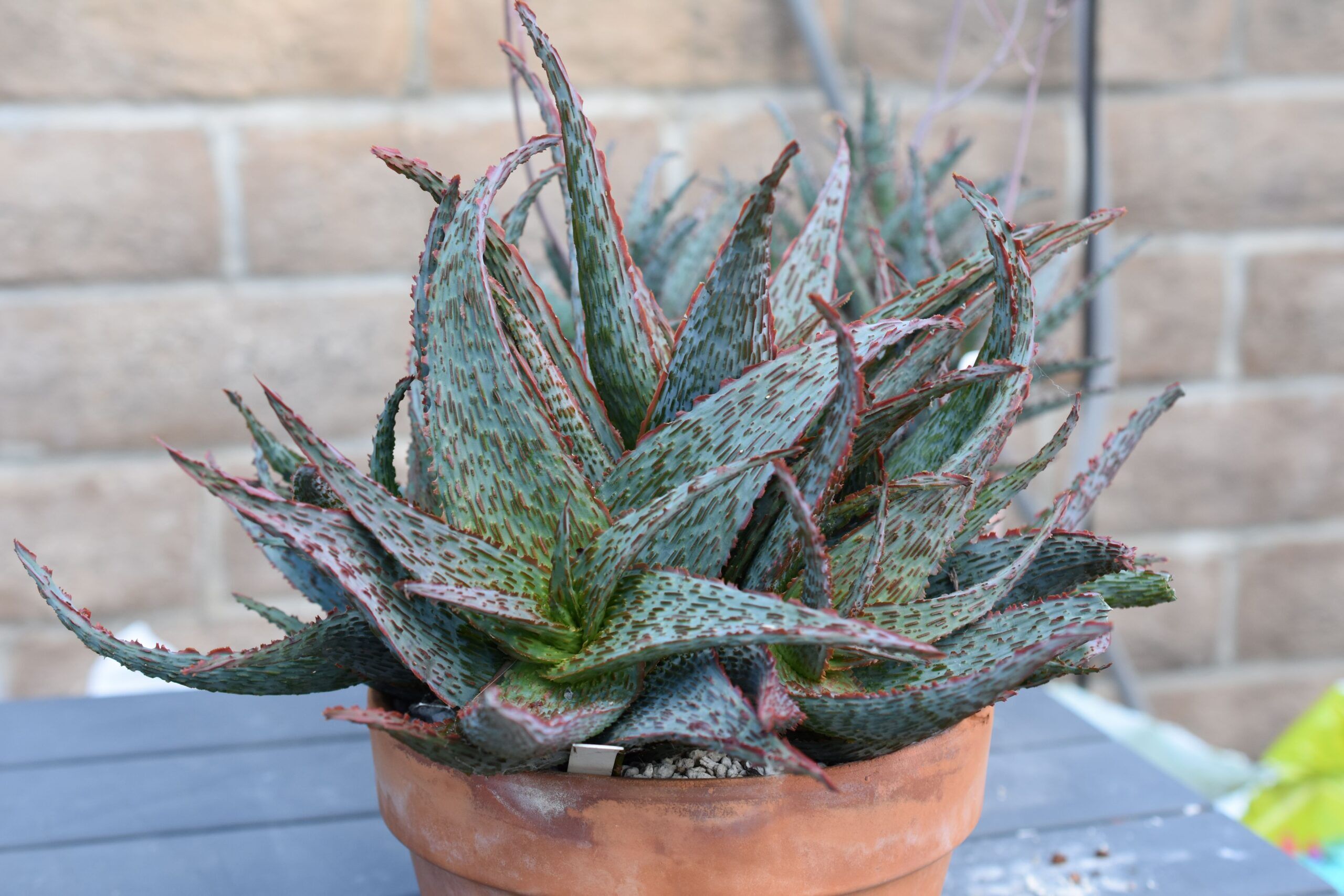 Care Diary: Aloe aculeata - Trex Plants