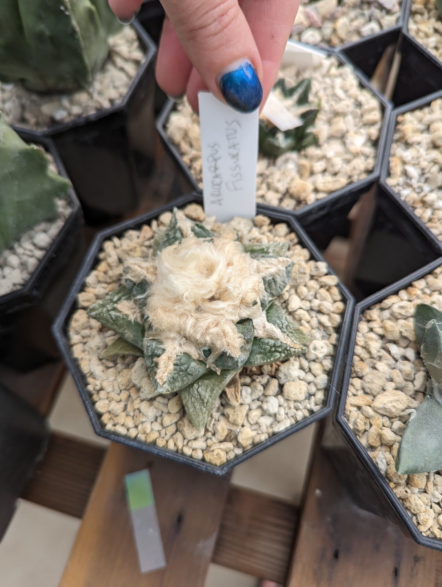 Growing Ariocarpus for Beginners - Trex Plants
