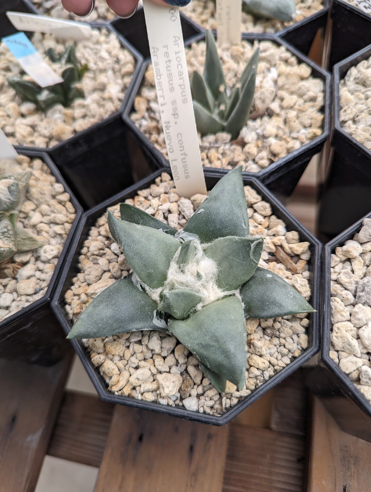 Growing Ariocarpus for Beginners - Trex Plants