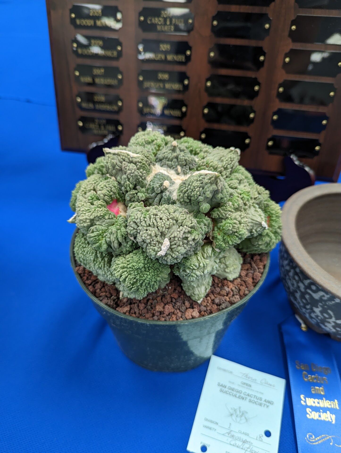 Growing Ariocarpus for Beginners - Trex Plants