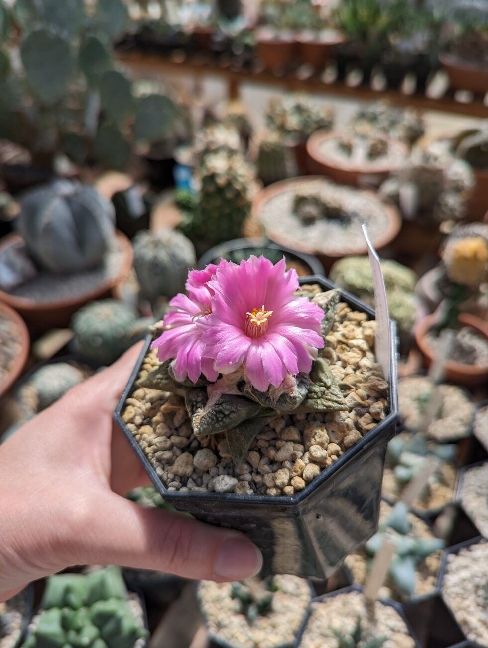Growing Ariocarpus for Beginners - Trex Plants