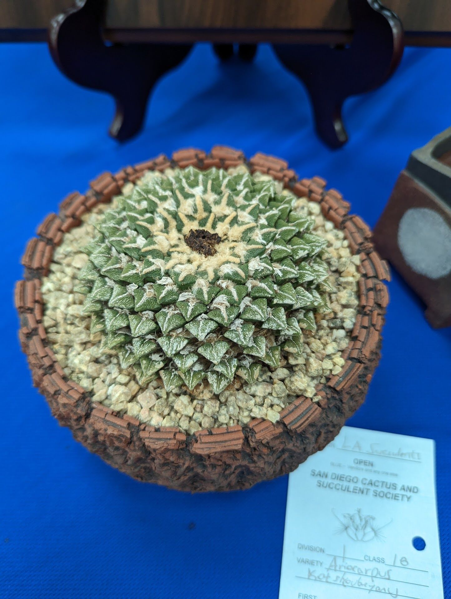Growing Ariocarpus for Beginners - Trex Plants