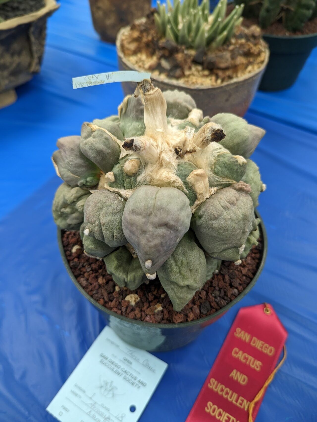Growing Ariocarpus for Beginners - Trex Plants