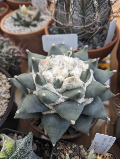 Growing Ariocarpus for Beginners - Trex Plants