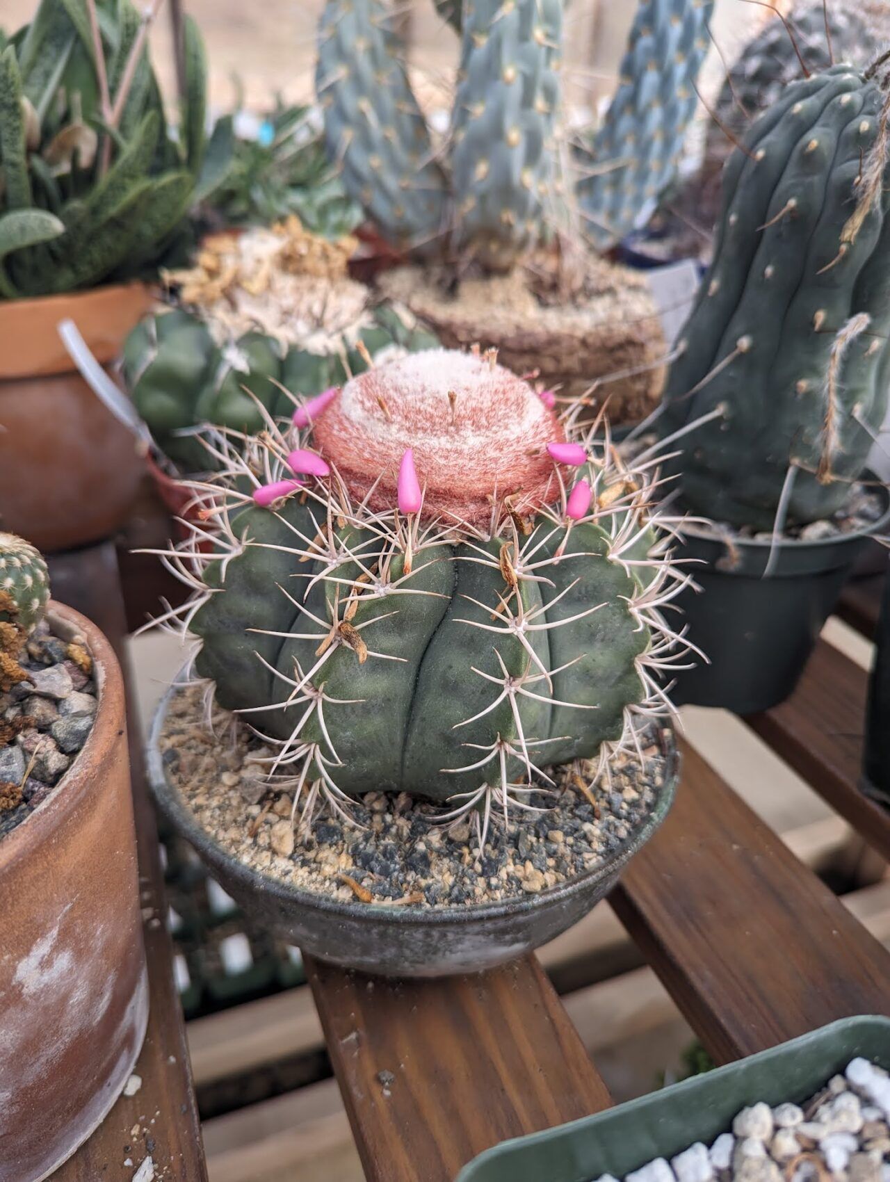 Growing Melocactus azureus - The Turk's Cap Cactus - Trex Plants