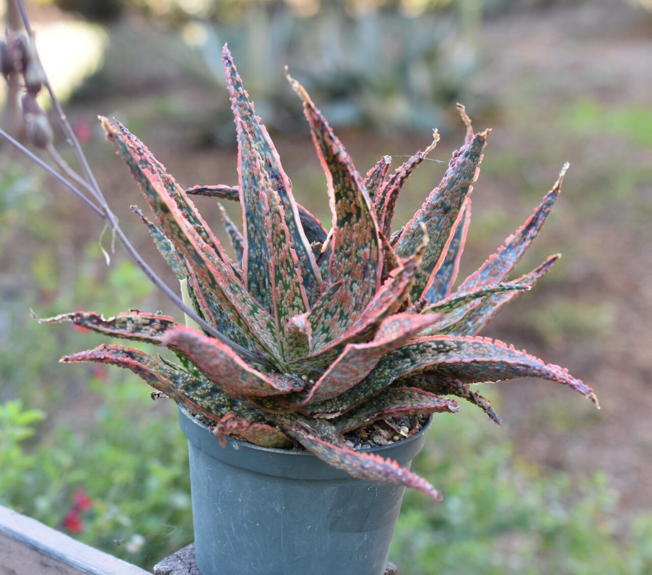 Aloe Hybrid Update: New Additions and Growth - Trex Plants