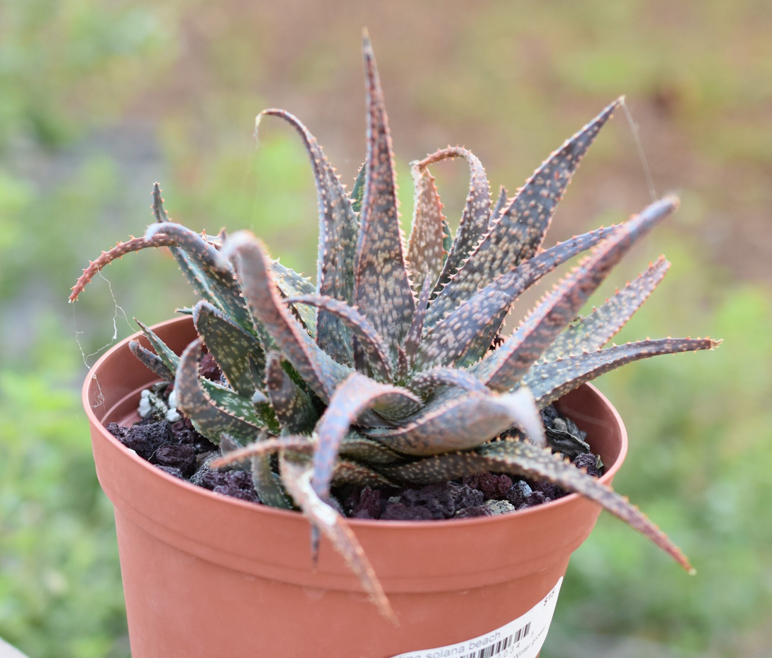 Aloe Hybrid Update - New Additions and Growth Continued - Trex Plants