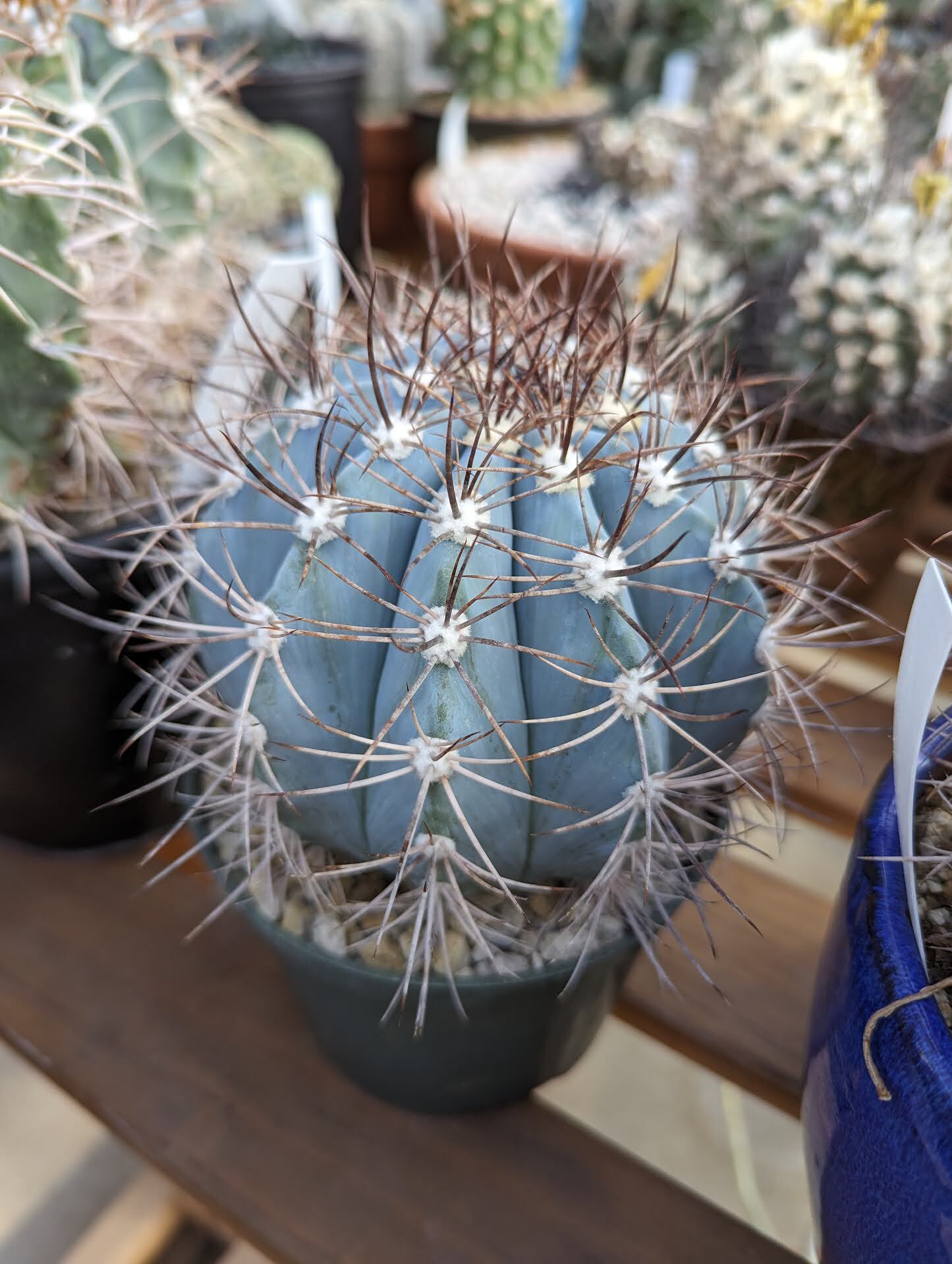 Growing Melocactus azureus - The Turk's Cap Cactus - Trex Plants