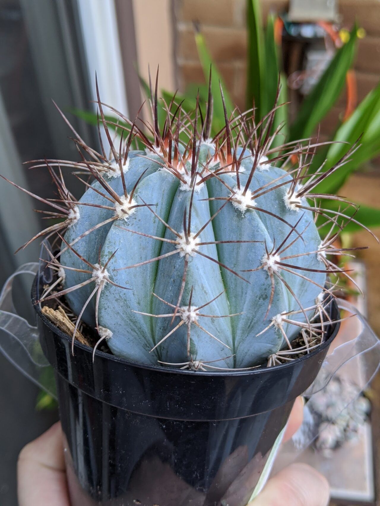Growing Melocactus azureus - The Turk's Cap Cactus - Trex Plants