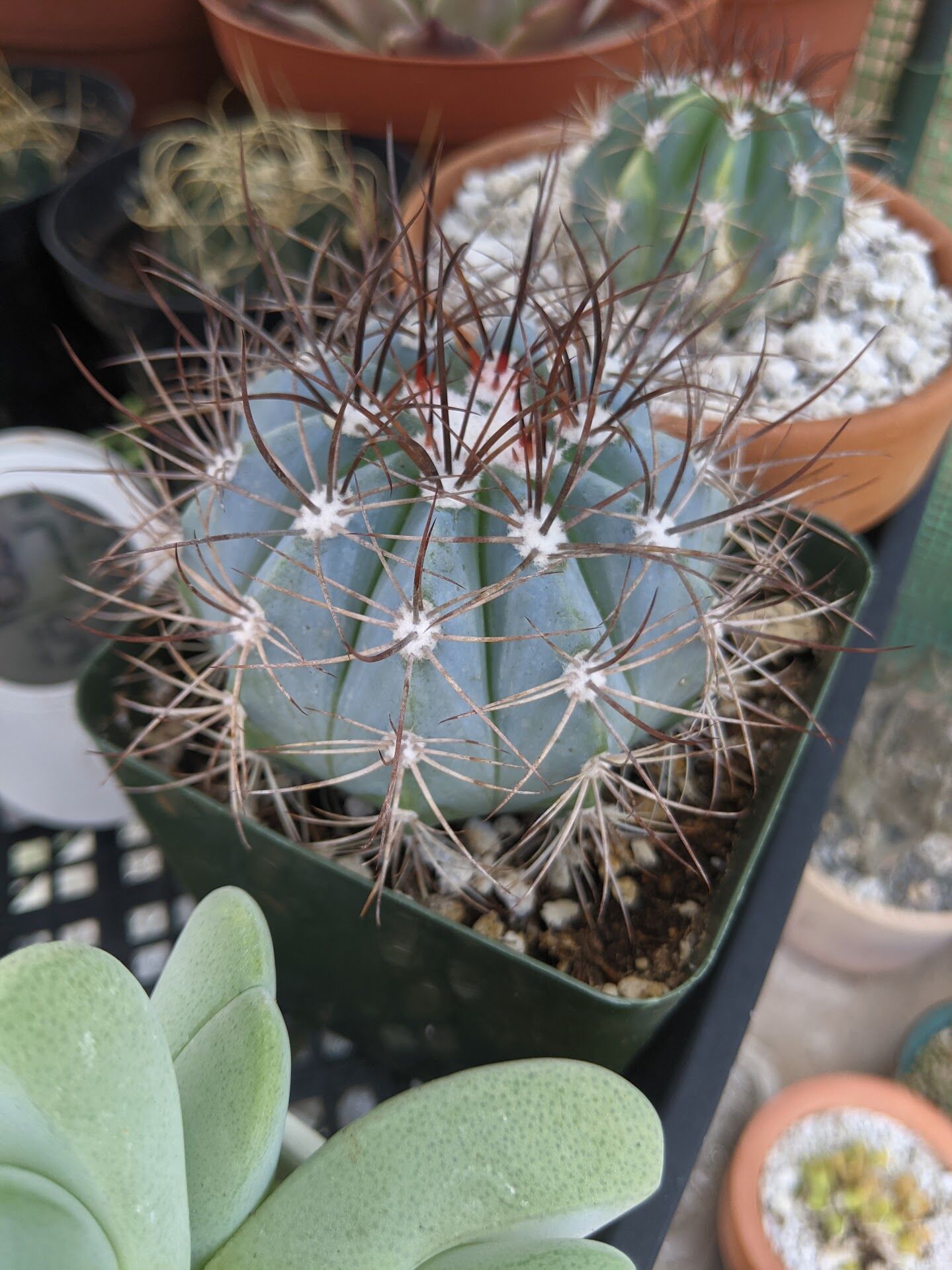 Growing Melocactus azureus - The Turk's Cap Cactus - Trex Plants