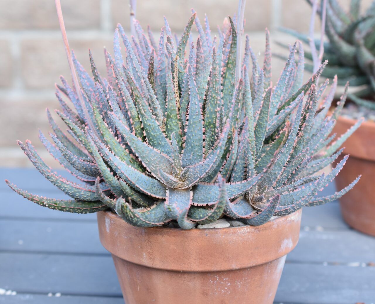 Aloe Hybrid Update - New Additions and Growth Continued - Trex Plants