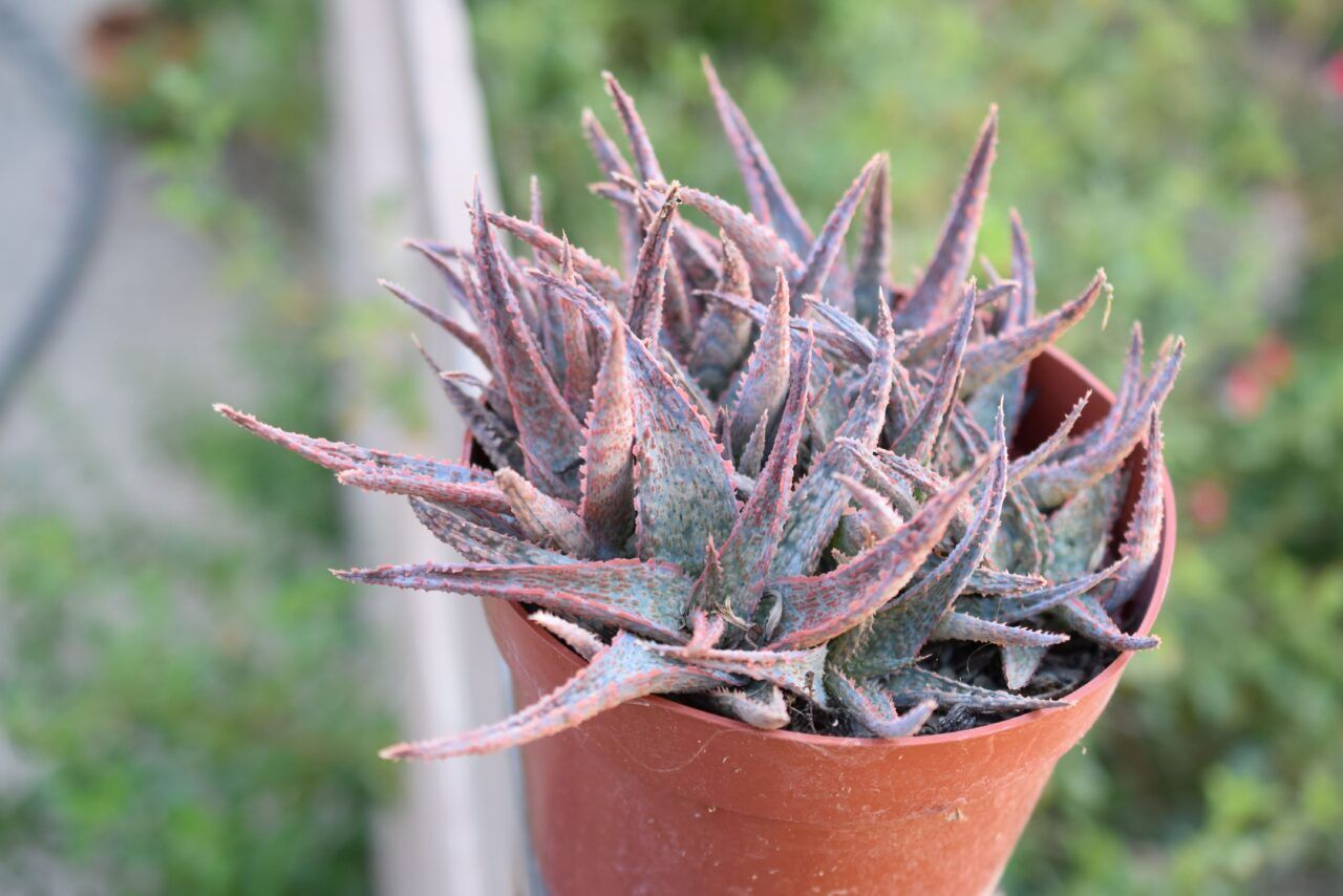 Aloe Hybrid Update - New Additions and Growth Continued - Trex Plants