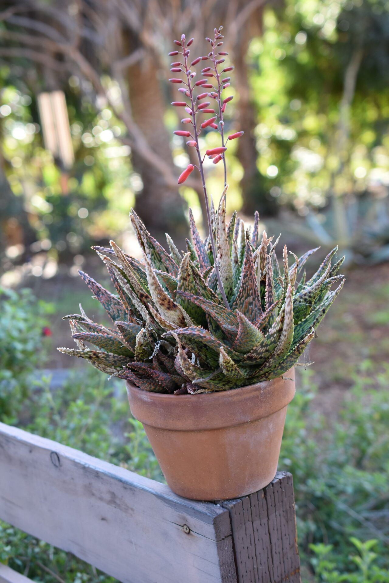 Aloe Hybrid Update - New Additions and Growth Continued - Trex Plants