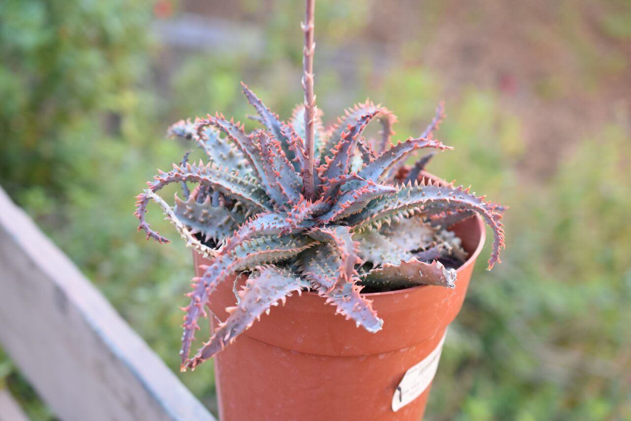 Aloe Hybrid Update - New Additions and Growth Continued - Trex Plants