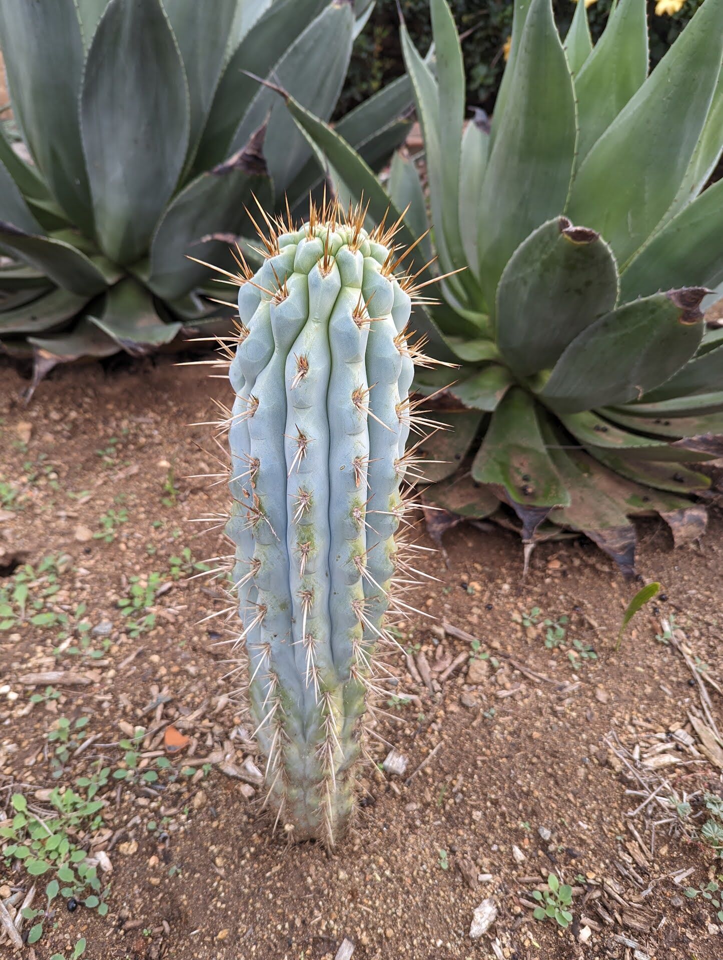 Growing Browningia hertlingiana - a Beautiful Blue Columnar Cactus ...