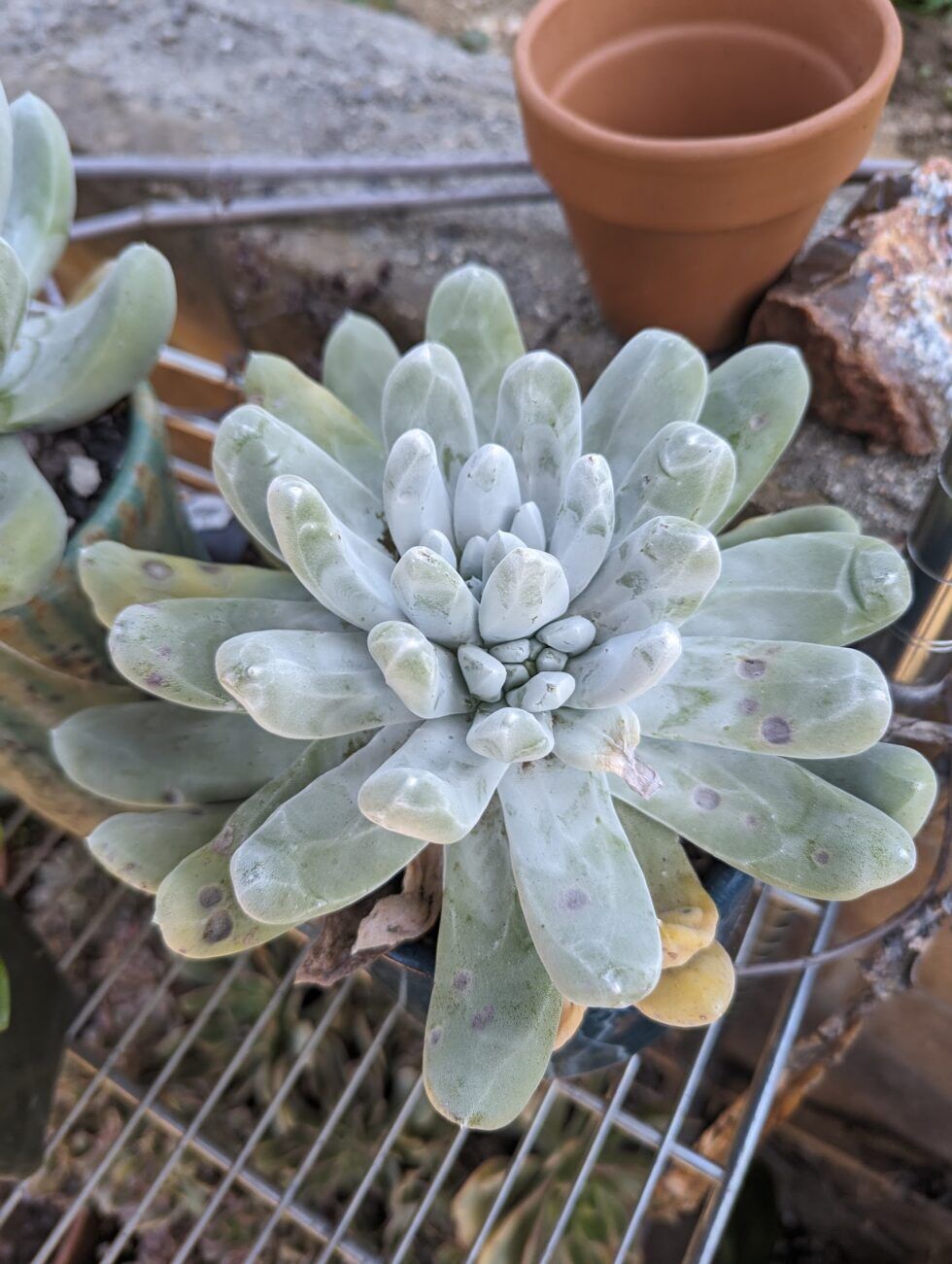 Growing Dudleya pachyphytum - Trex Plants