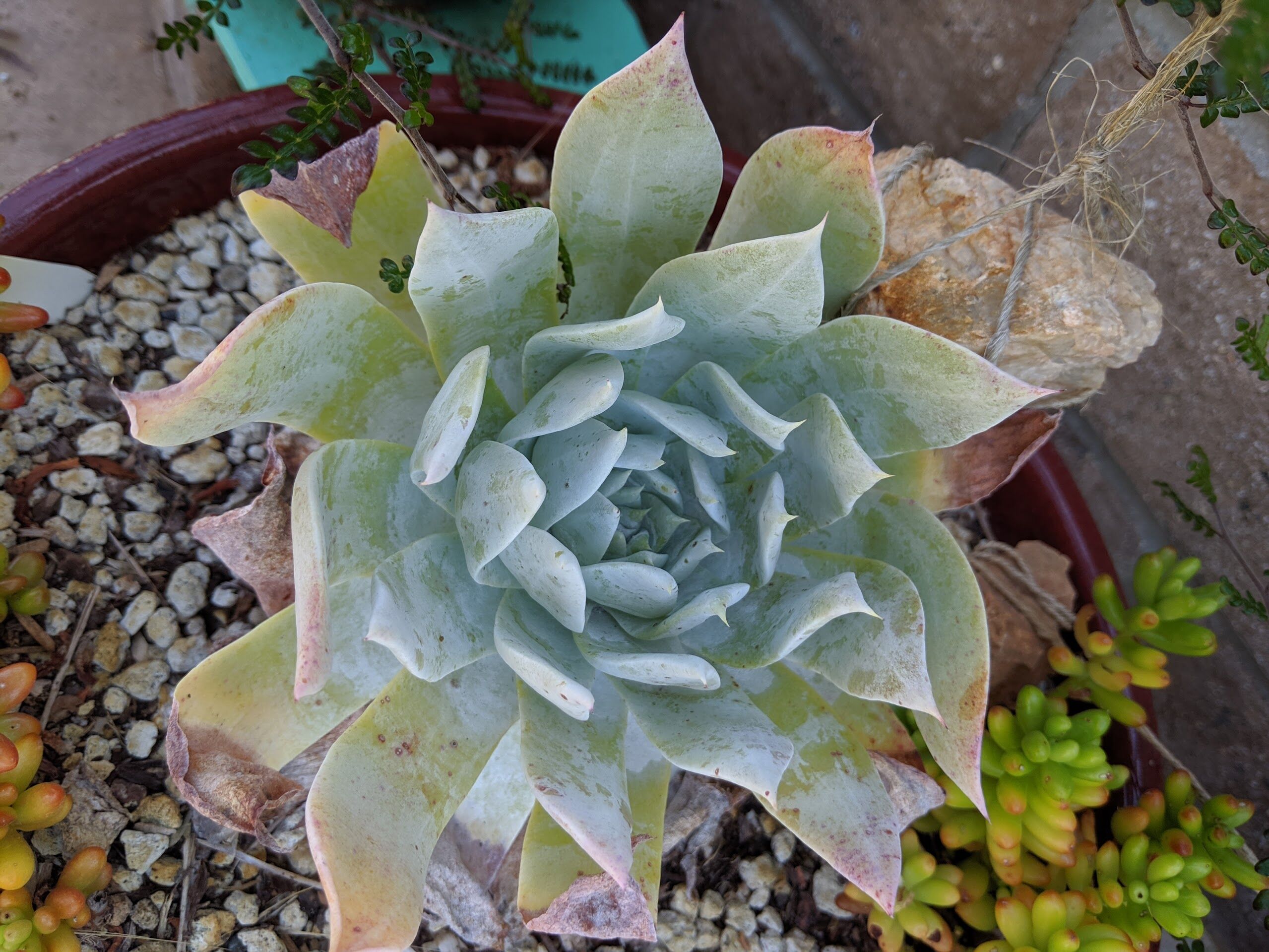 Dudleya Pulverulenta Care