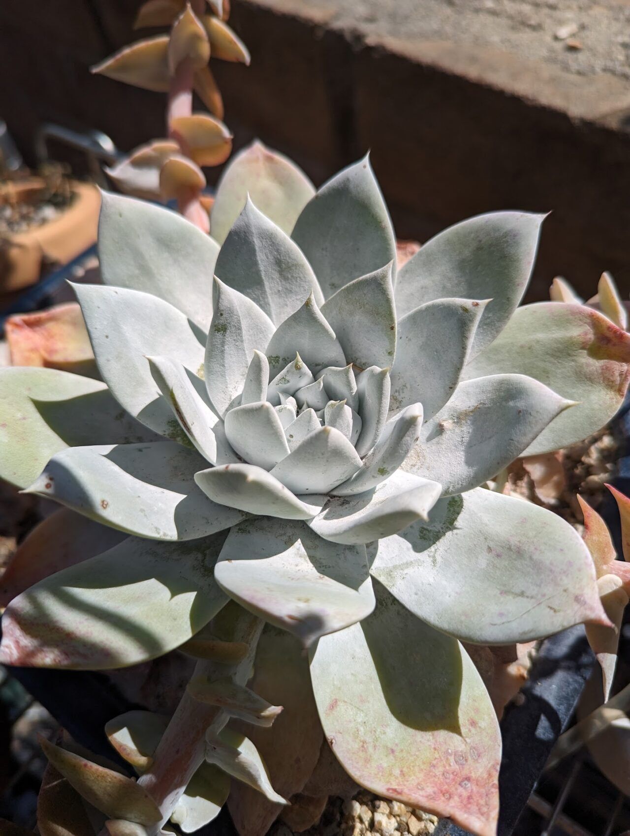 The Giant Chalk Dudleya - Dudleya brittonii - Trex Plants