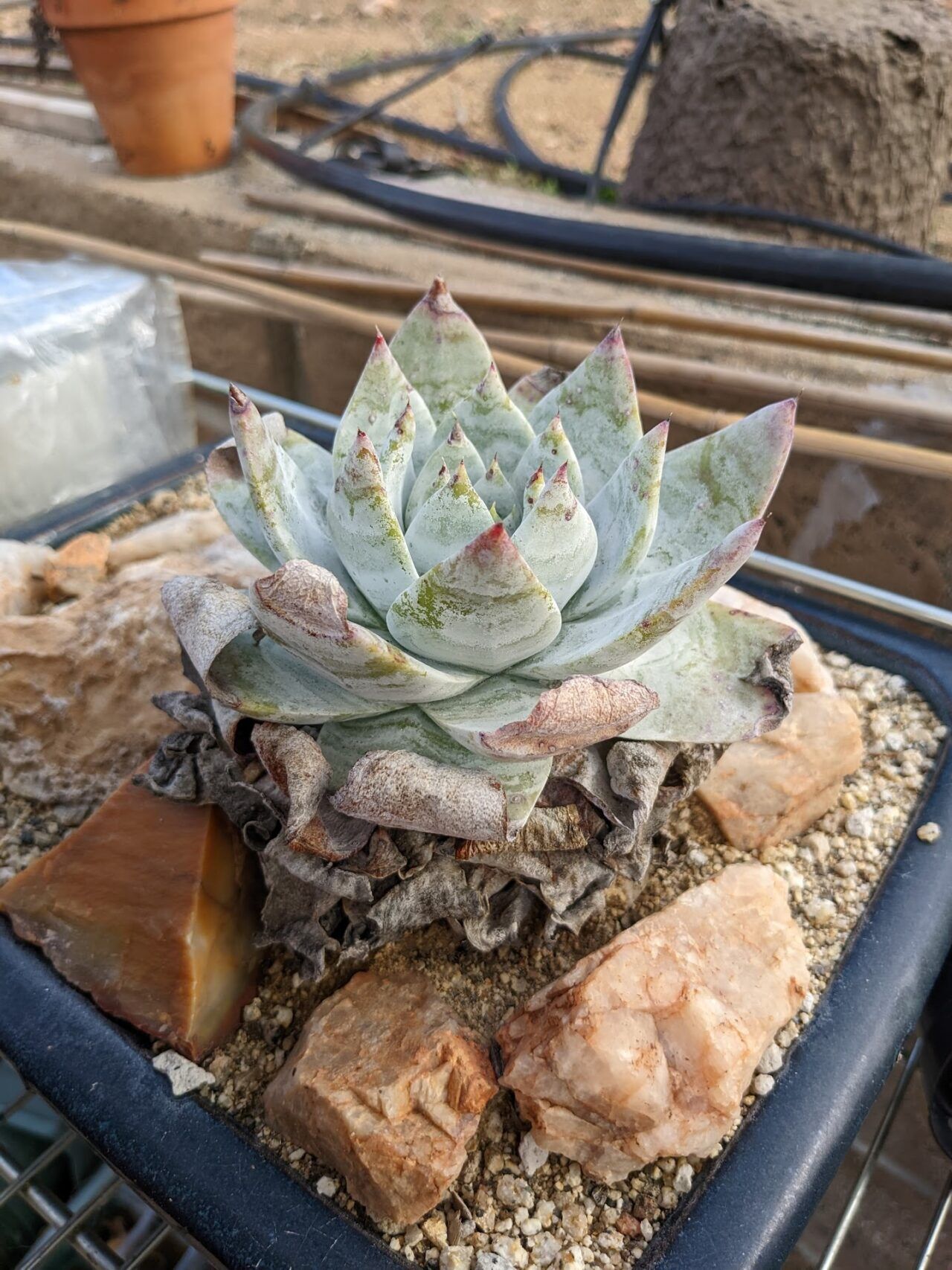 The Giant Chalk Dudleya - Dudleya brittonii - Trex Plants