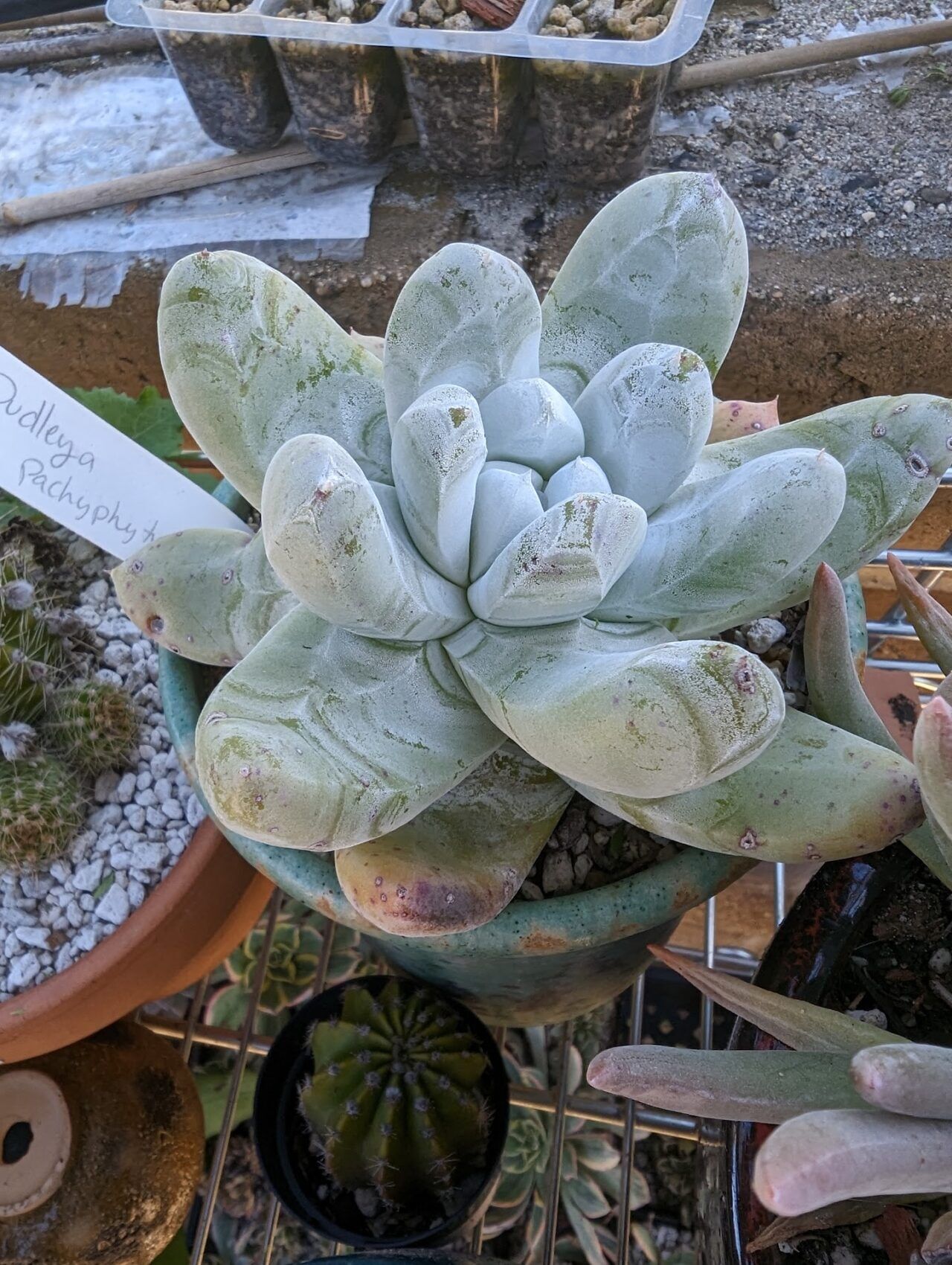 Growing Dudleya pachyphytum - Trex Plants