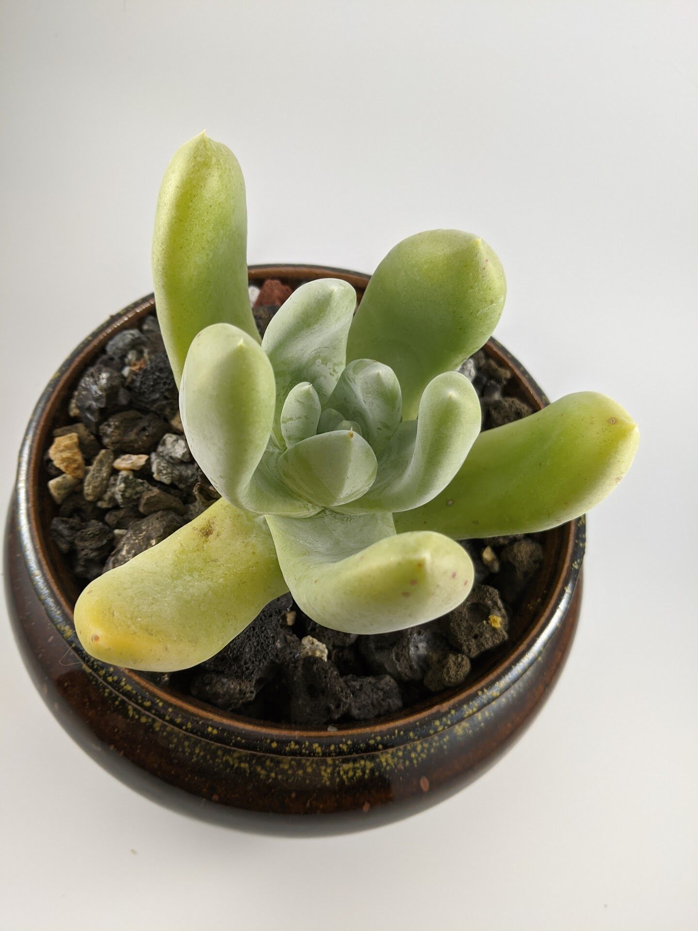 Growing Dudleya pachyphytum - Trex Plants