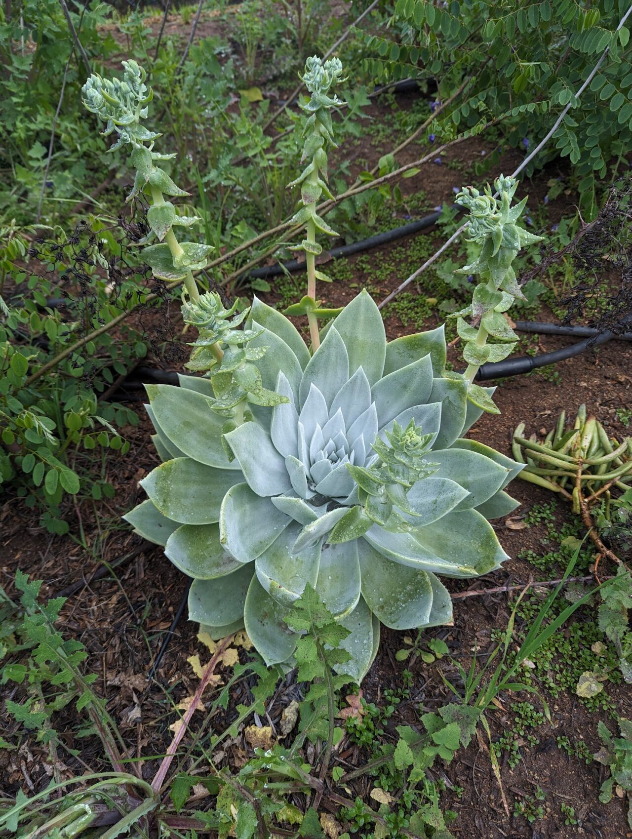 The Giant Chalk Dudleya - Dudleya brittonii - Trex Plants