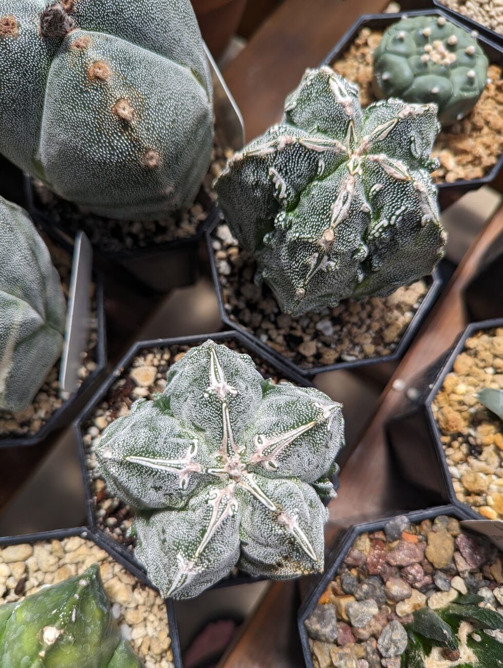 How to Grow Astrophytum myriostigma - Trex Plants