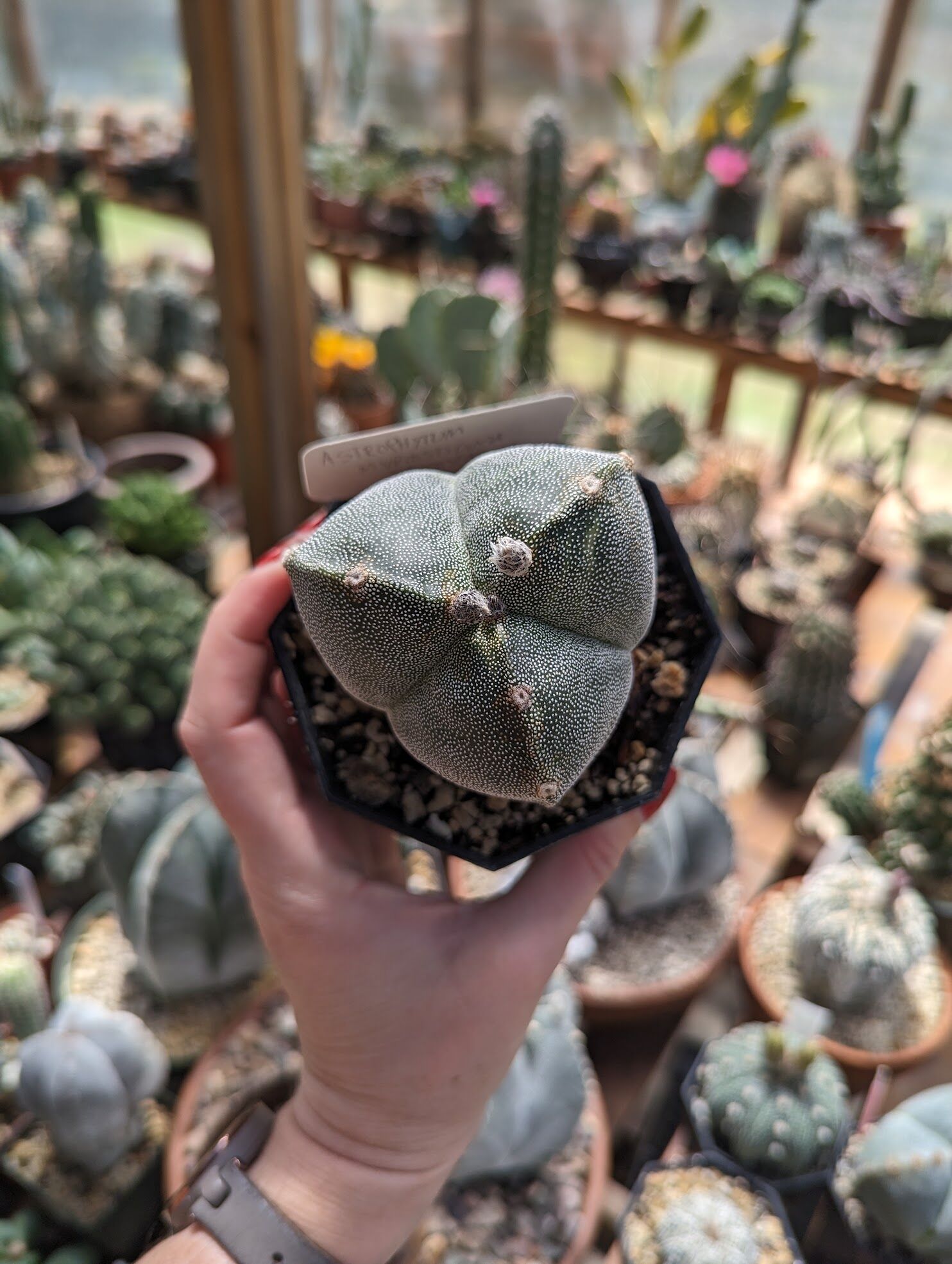 How to Grow Astrophytum myriostigma - Trex Plants