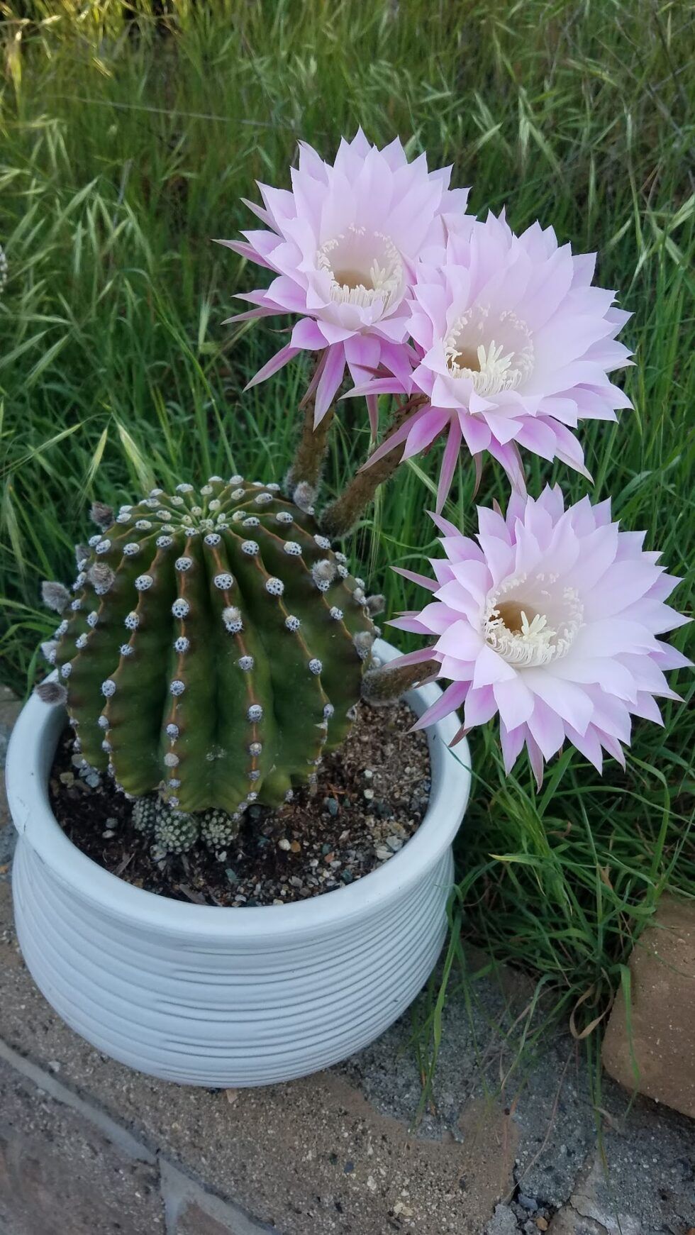 What Is Etiolation and How Can You Prevent It? - Trex Plants