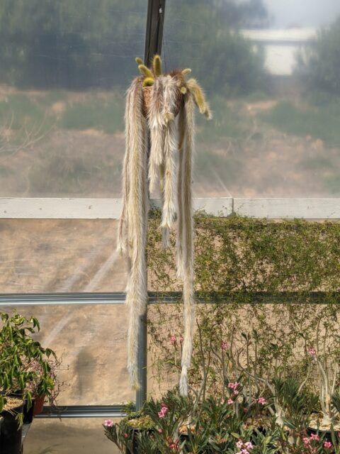 What Is Etiolation and How Can You Prevent It? - Trex Plants
