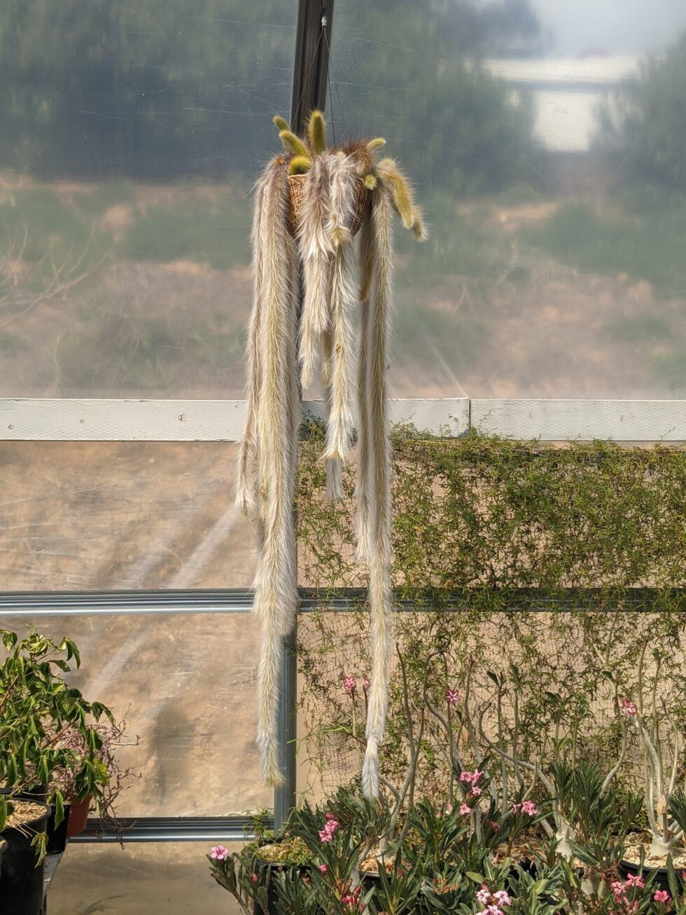 What Is Etiolation and How Can You Prevent It? - Trex Plants