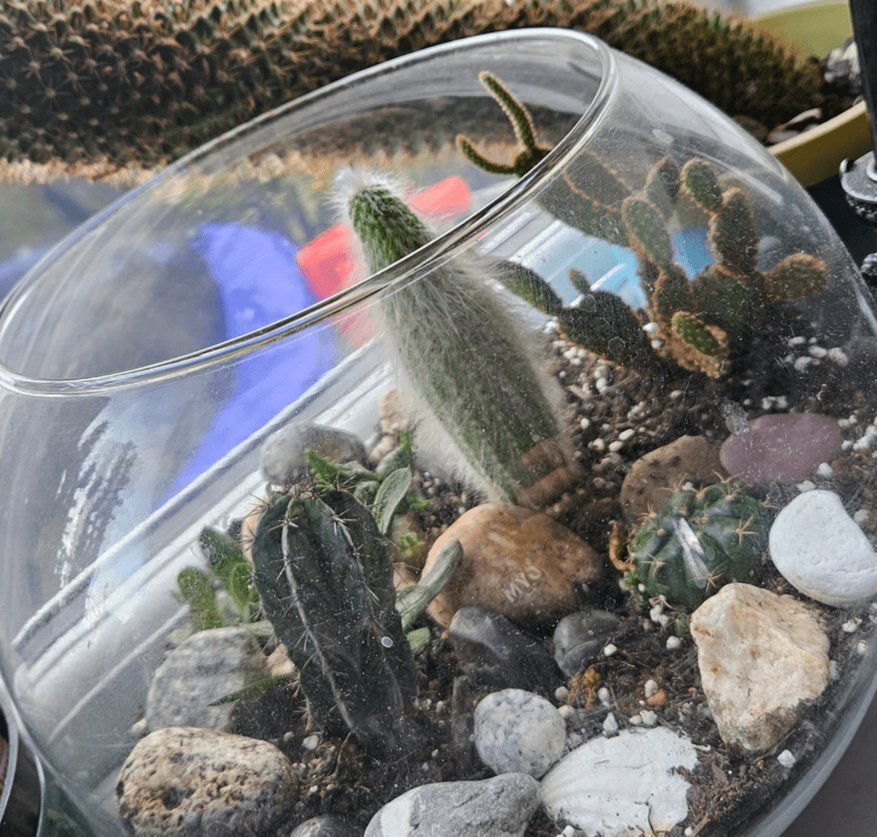 What Is Etiolation and How Can You Prevent It? - Trex Plants